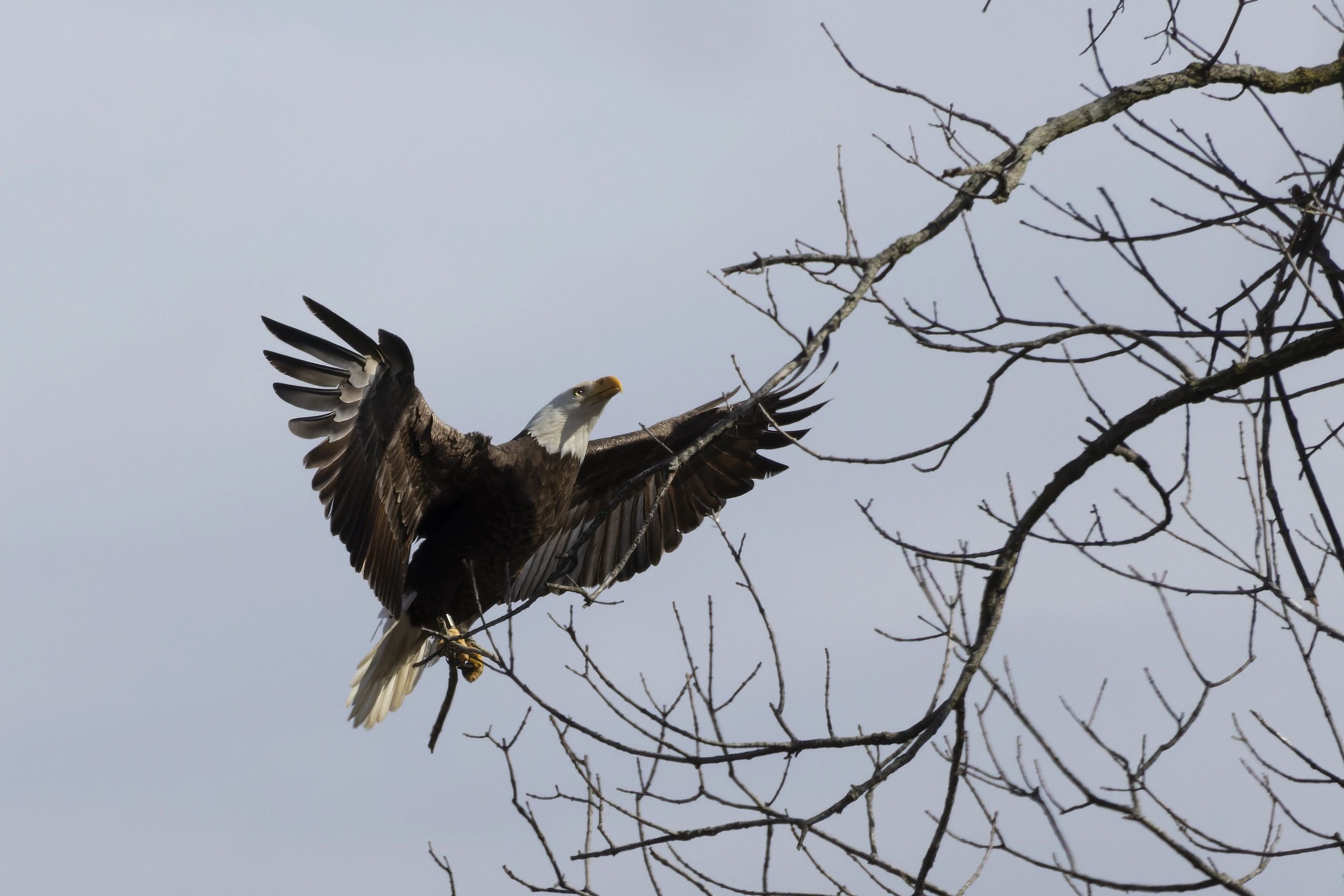 Tips for Photographing Bald Eagles during Breeding Season
